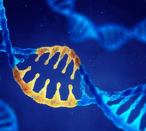 Xét nghiệm gen chẩn đoán bệnh loạn dưỡng cơ Duchenne (DMD)